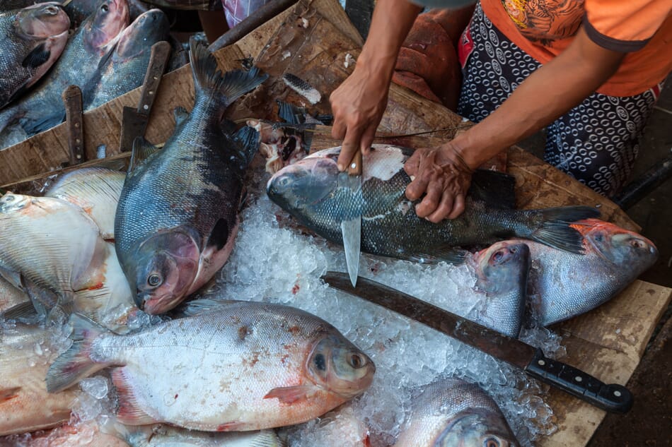 How aquaculture can help protect Suriname’s indigenous peoples | The ...