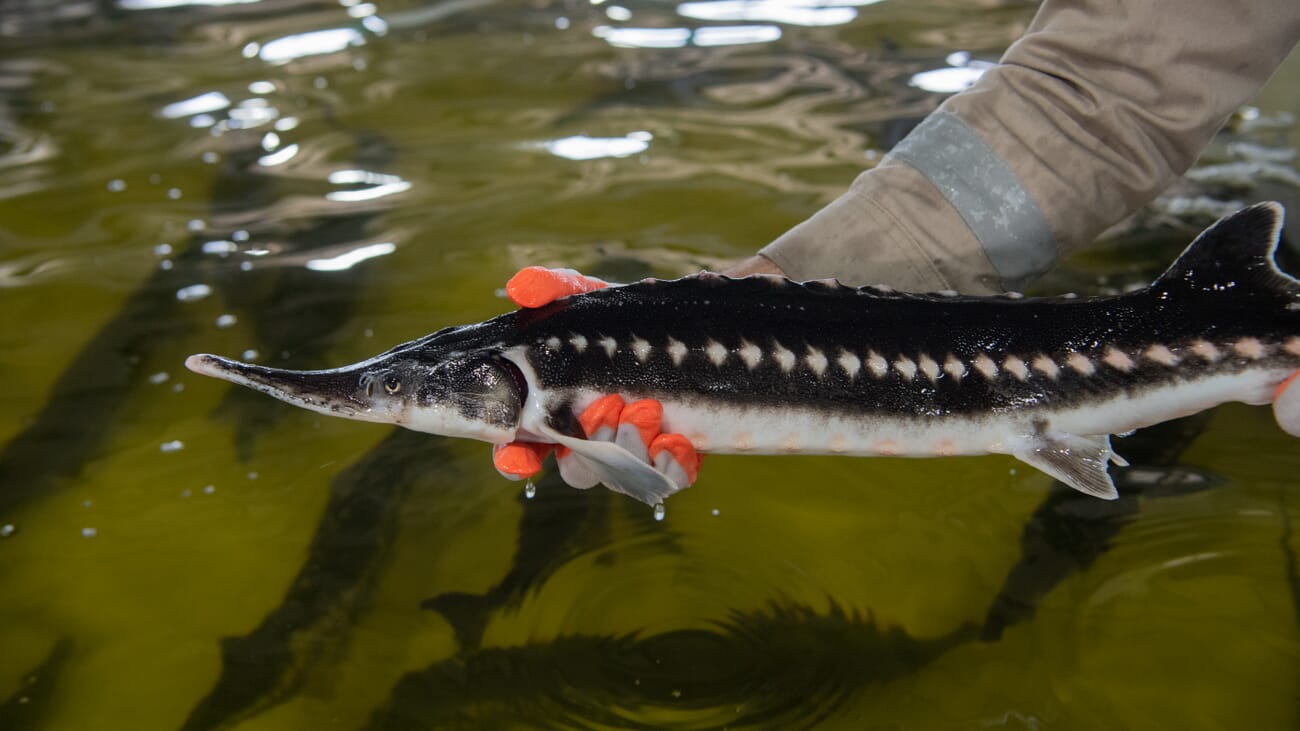 Putting Azerbaijan back on the global caviar map | The Fish Site