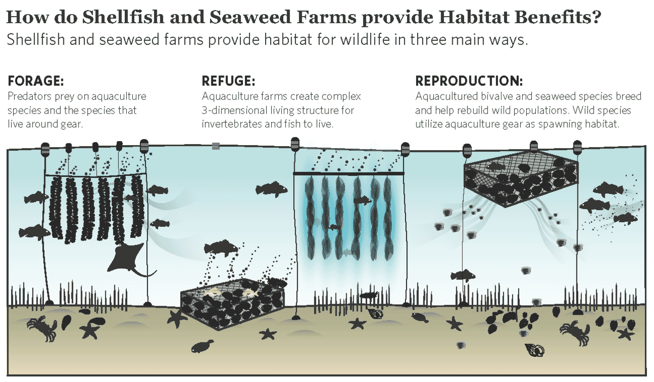 New study confirms seaweed and mussel farms improve biodiversity and ...