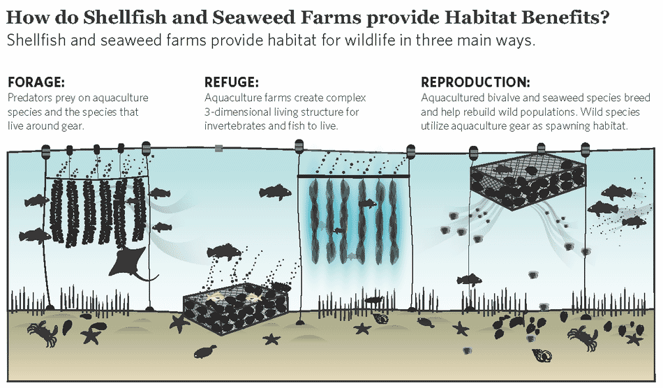 New study confirms seaweed and mussel farms improve biodiversity and ...