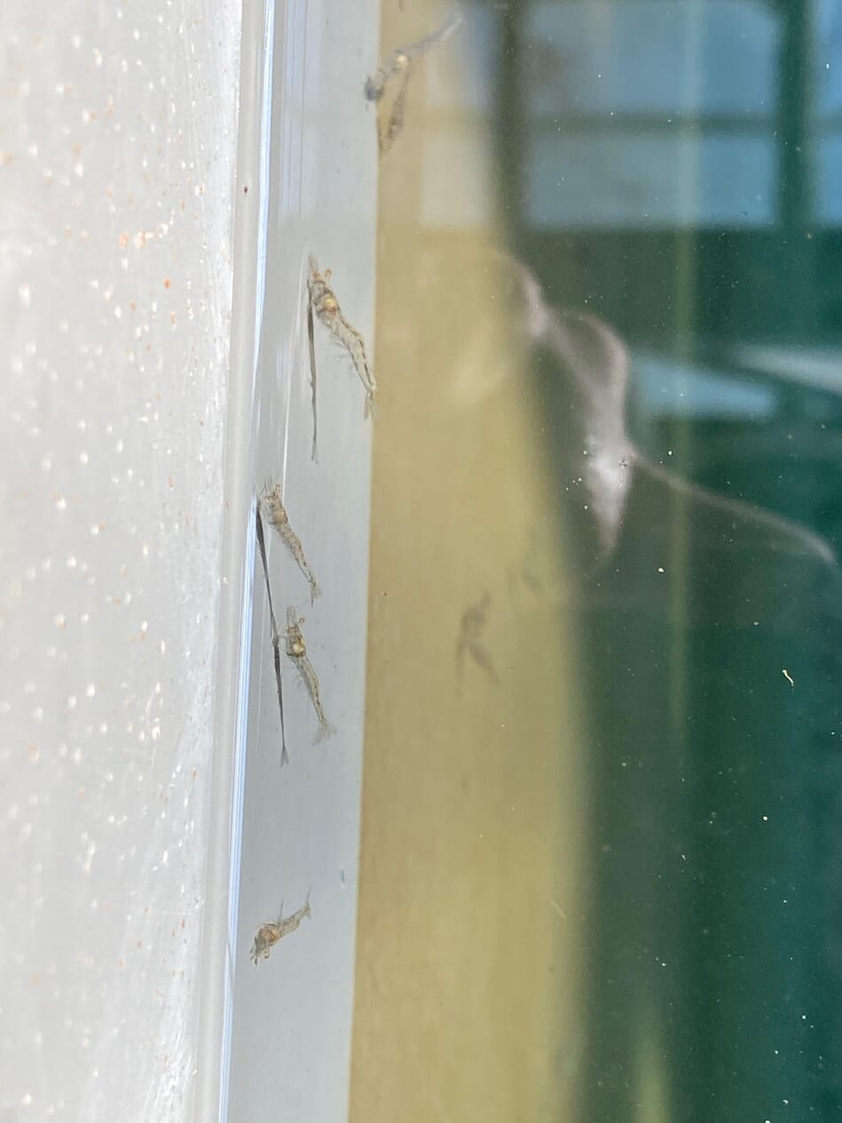 High-five: developing “the world’s first vertical aquaculture farm ...