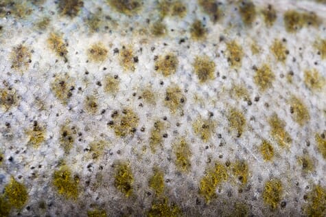 Cod skin wound-healing startup fetches $1.3 billion | The Fish Site