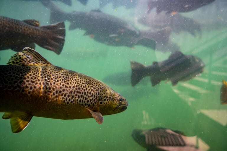 Why trout producers should turn the lights off | The Fish Site