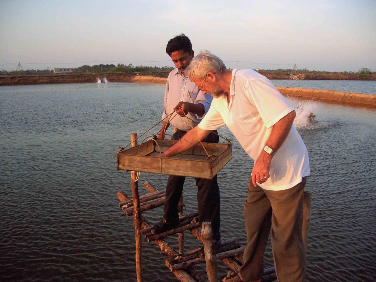 The godfather of shrimp probiotics | The Fish Site