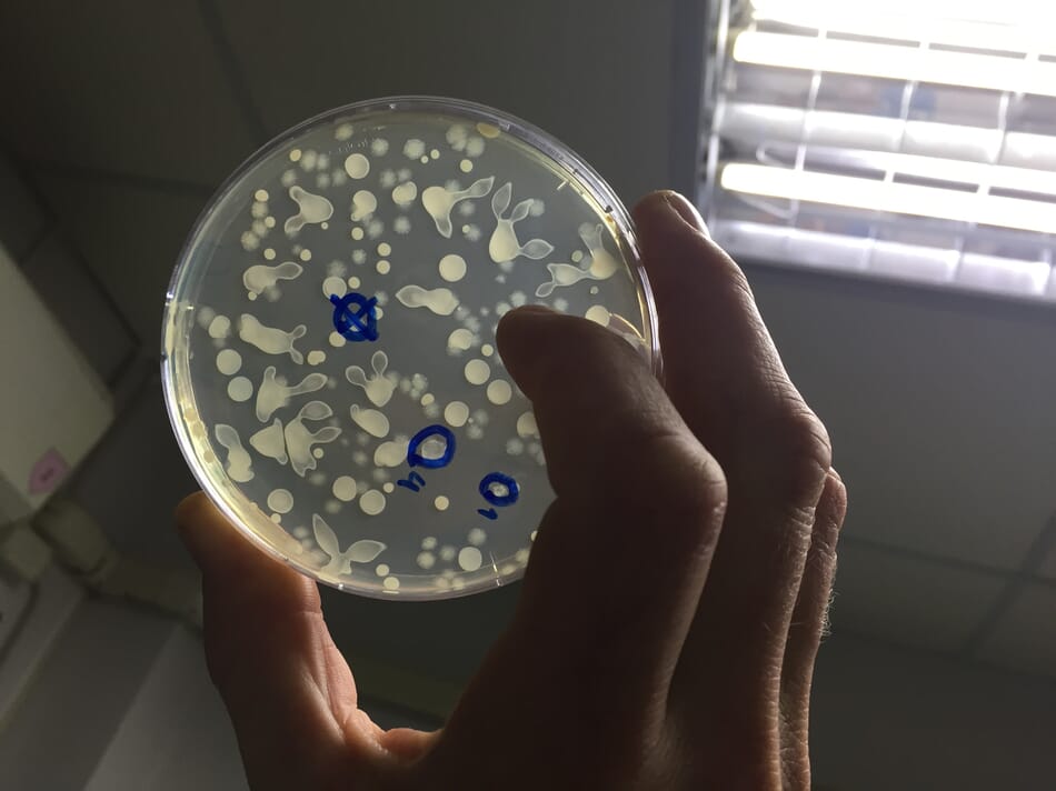 How does biofloc production impact the shrimp microbiome? | The Fish Site