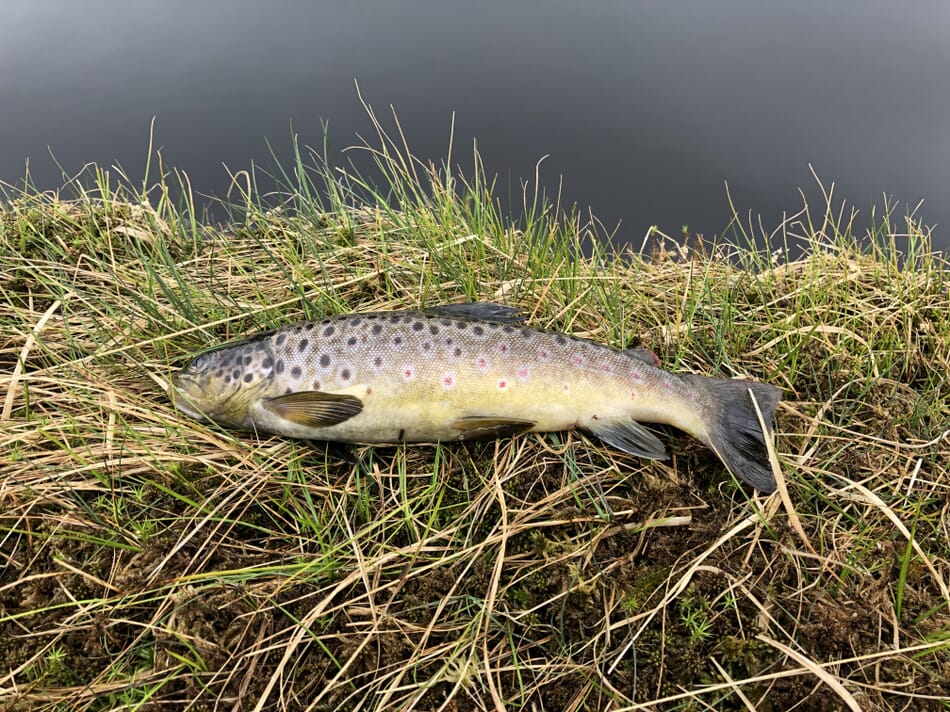 The stage is set to solve the riddle of the brown trout | The Fish Site