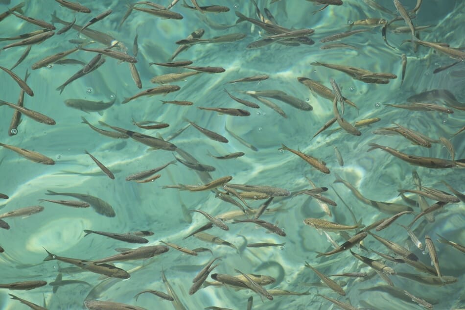 Trial backs functional trout feed | The Fish Site