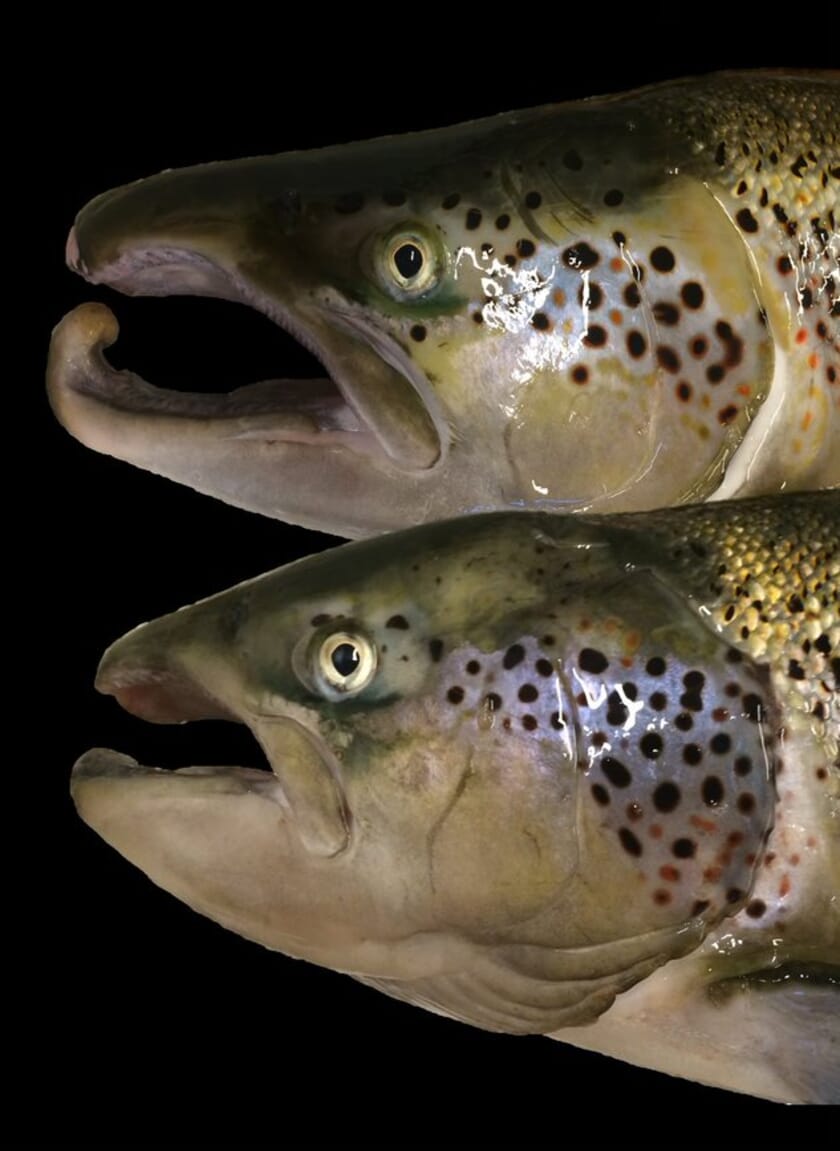 Size matters for salmon | The Fish Site