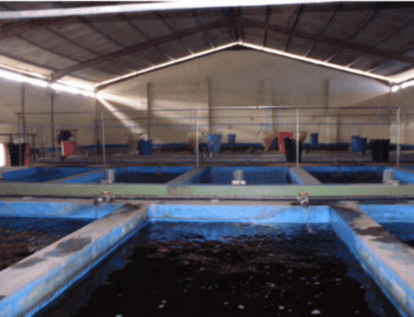 Ade Alakija: the man who took Nigeria's catfish sector to a new level ...