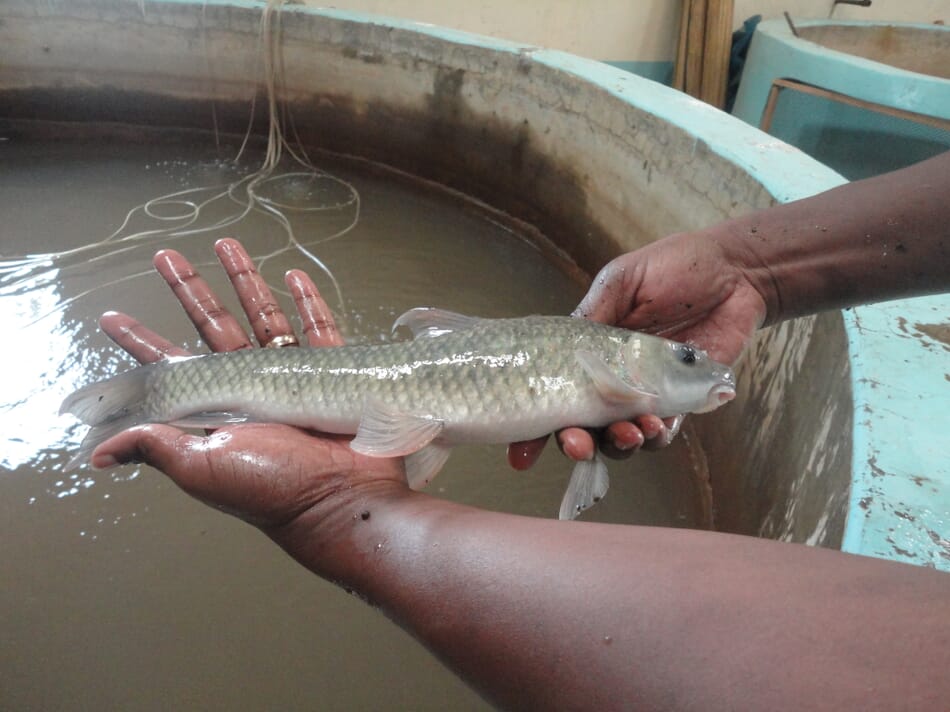 Realising the potential of African aquaculture | The Fish Site