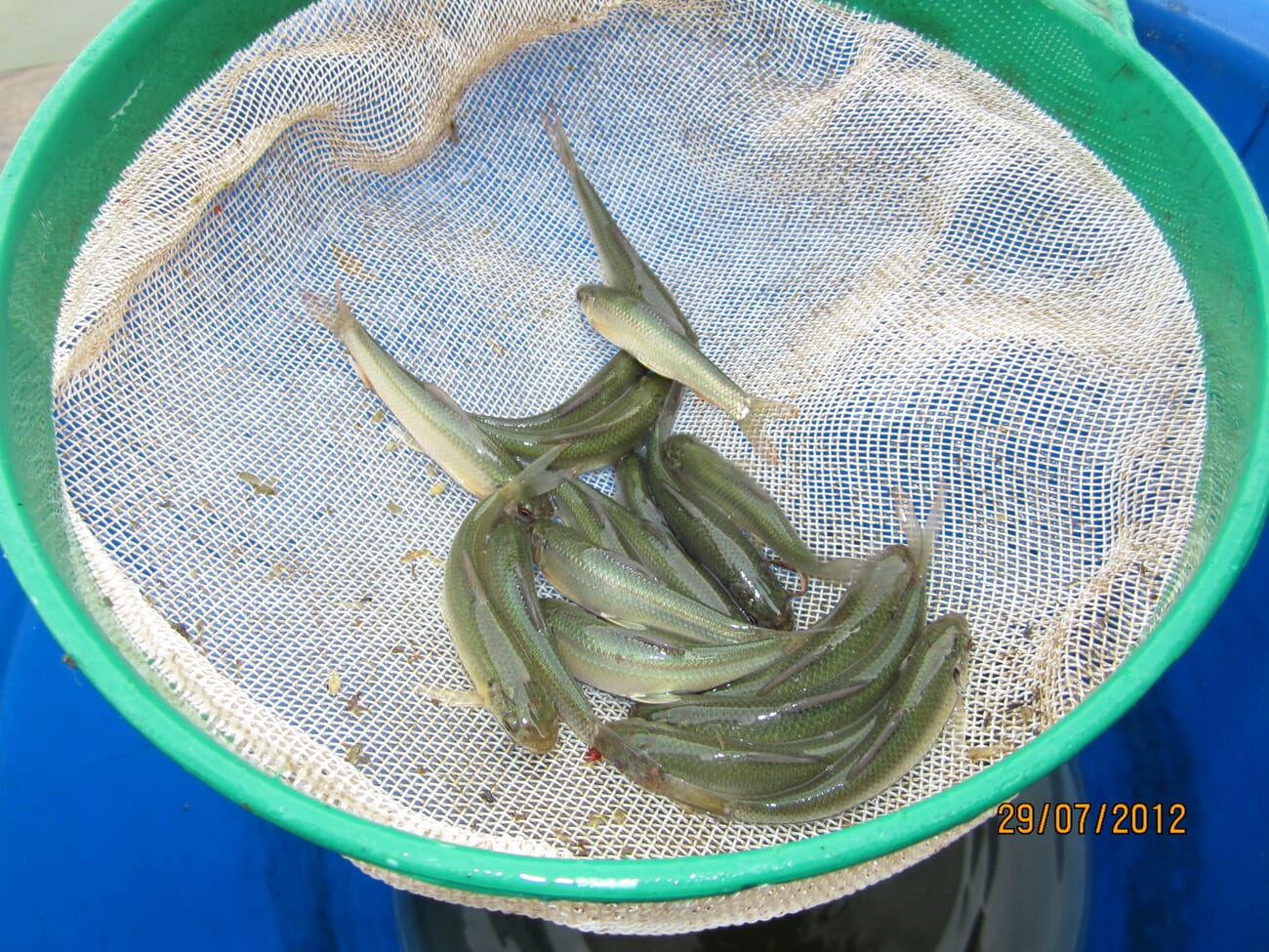 Realising the potential of African aquaculture | The Fish Site