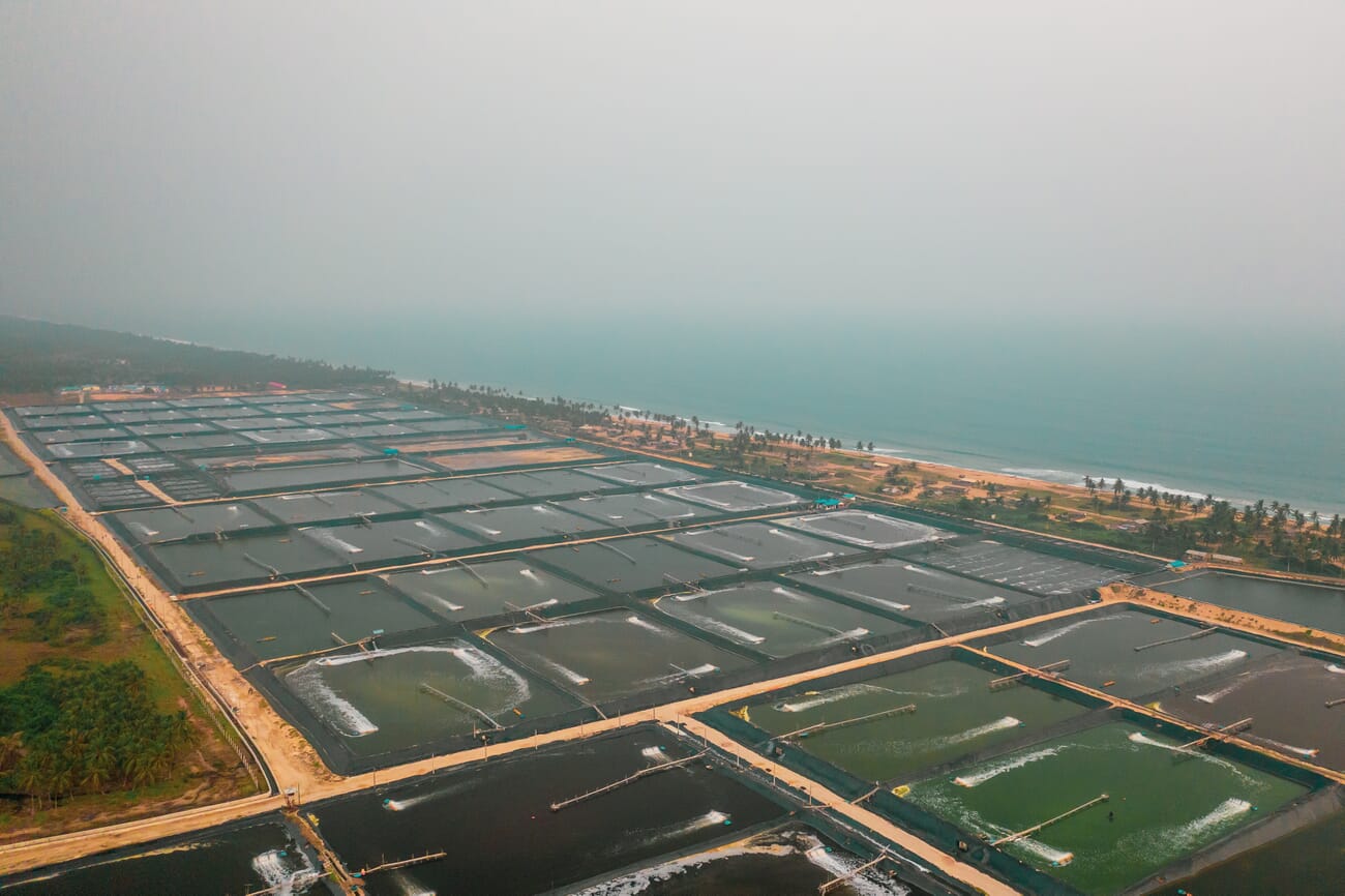 Nigeria’s flagship black tiger prawn farm | The Fish Site
