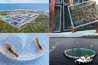 An €8 million incentive for integrated multi-trophic aquaculture | The ...