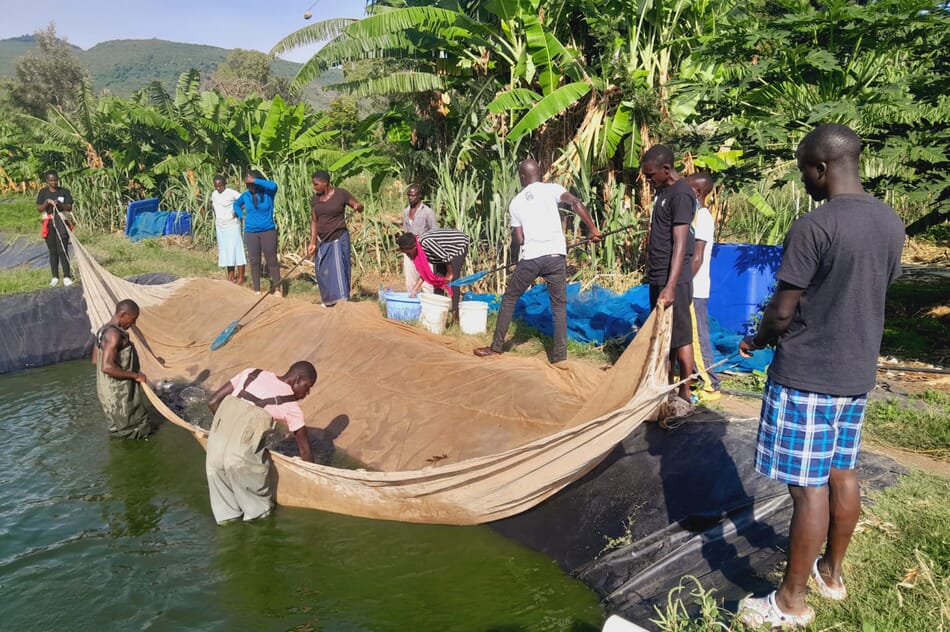 Kenya’s ambitious island-based tilapia farm | The Fish Site