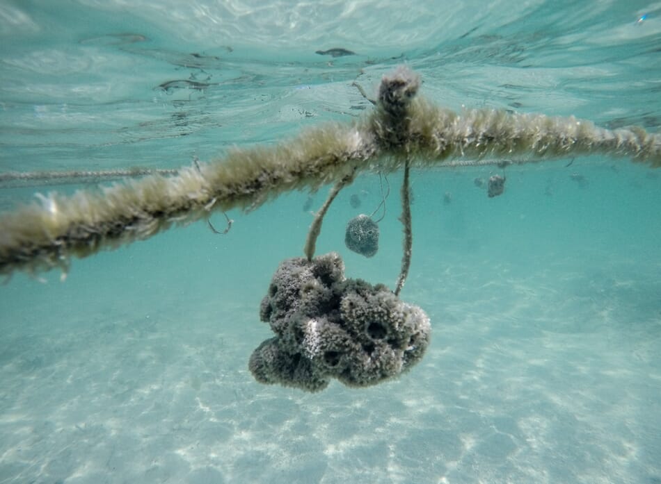 Soaking up the benefits of sea sponge aquaculture | The Fish Site
