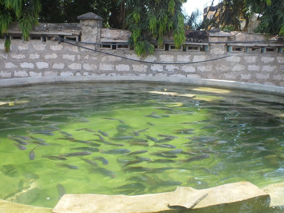 How a Kenyan business administration graduate ventured into aquaculture ...