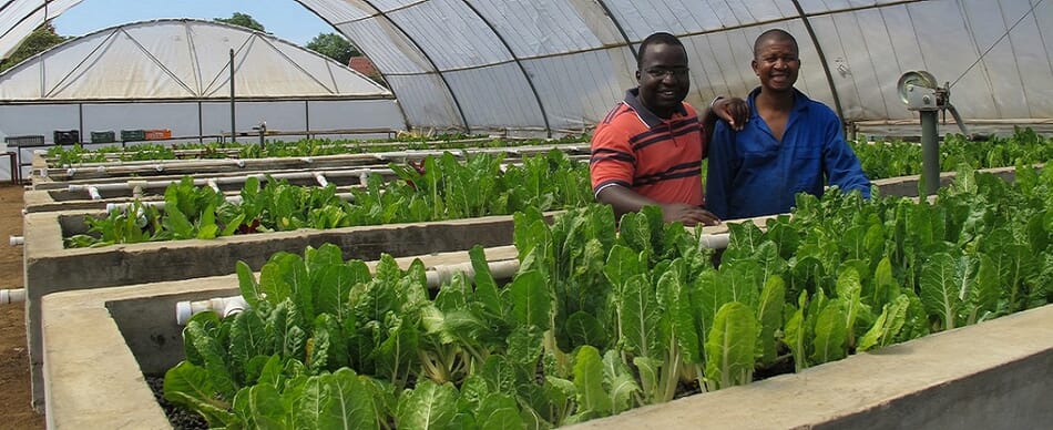 Ambitious aquaponics project aims to boost Rwandan food security | The ...