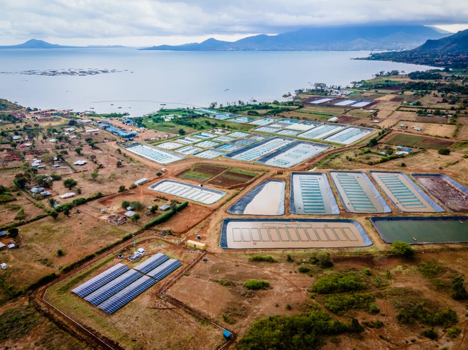 Victory Farms raises $35 million to fuel East African tilapia expansion ...