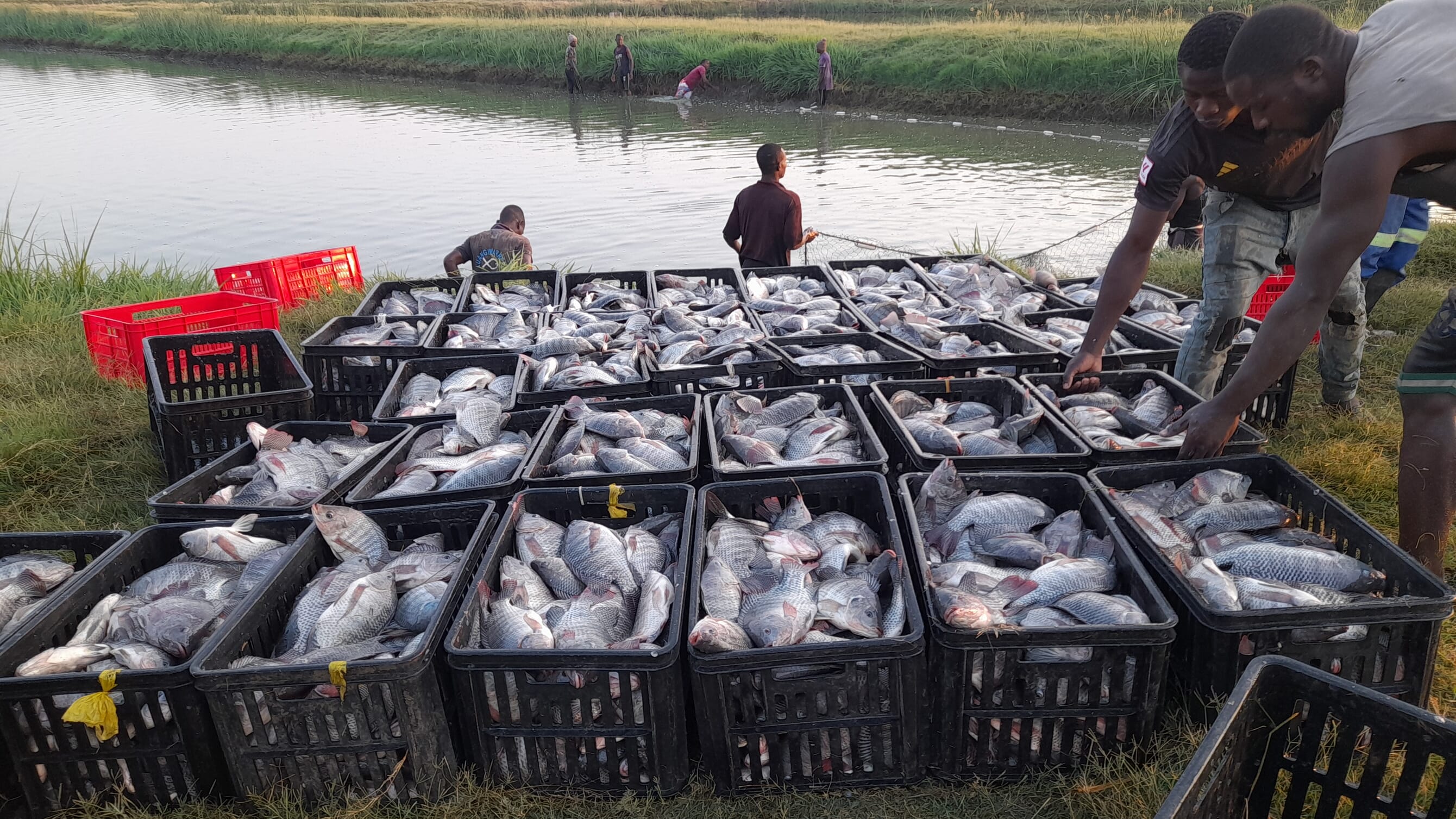 Marc de Laminne, Luangwa Bream Farm, Zambia | The Fish Site