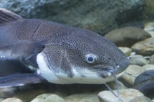 African catfish battle to stay in India | The Fish Site