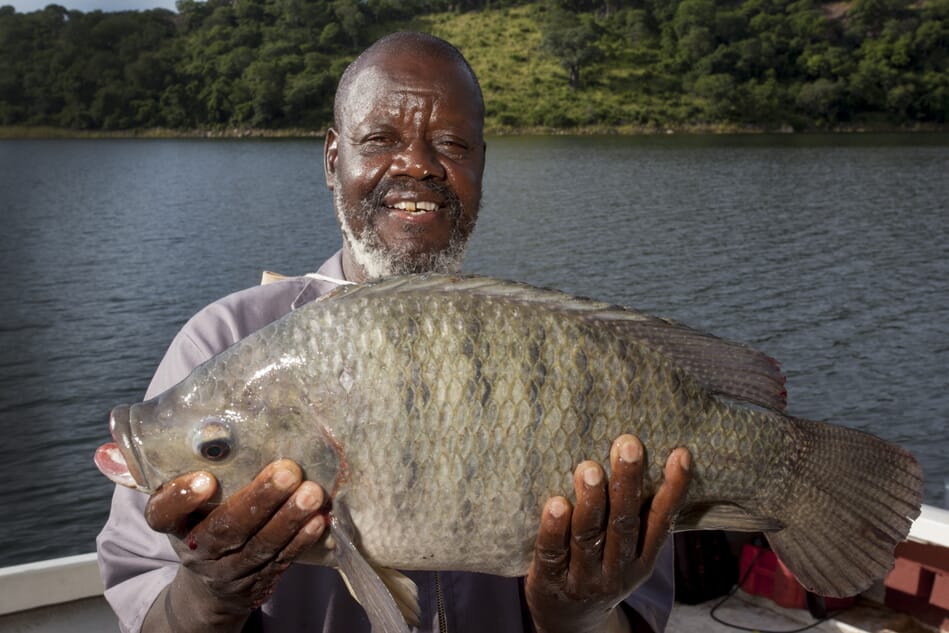 Double Dutch: another day, another dollar for African tilapia sector ...