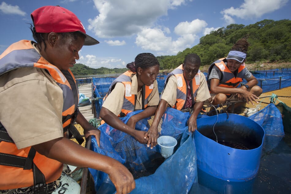 Velings to launch African aquaculture investment fund | The Fish Site