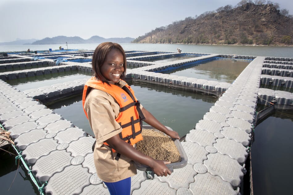 Double Dutch: another day, another dollar for African tilapia sector ...