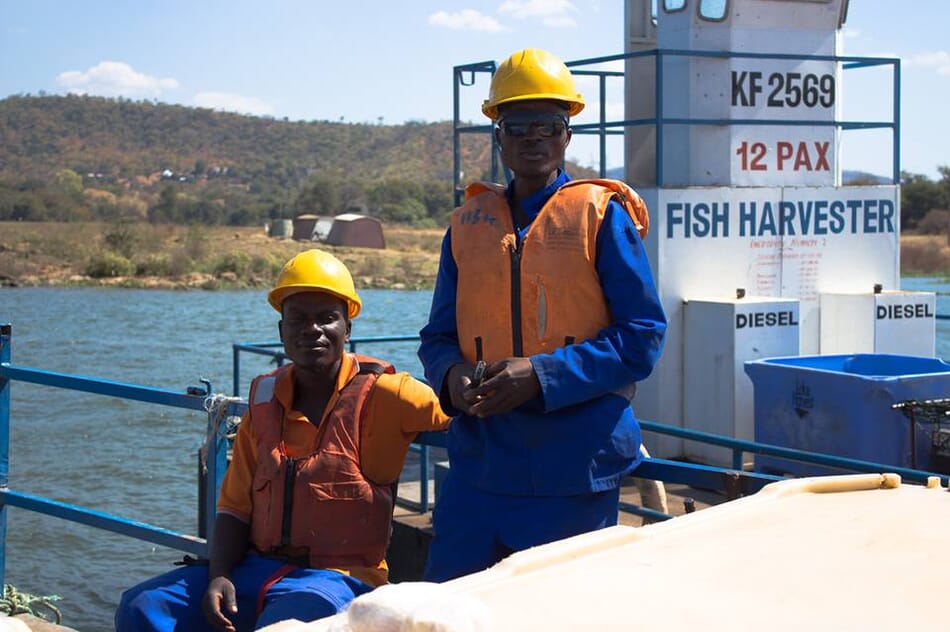 Zimbabwe’s fish farmers hope to milk import duty opportunities | The ...