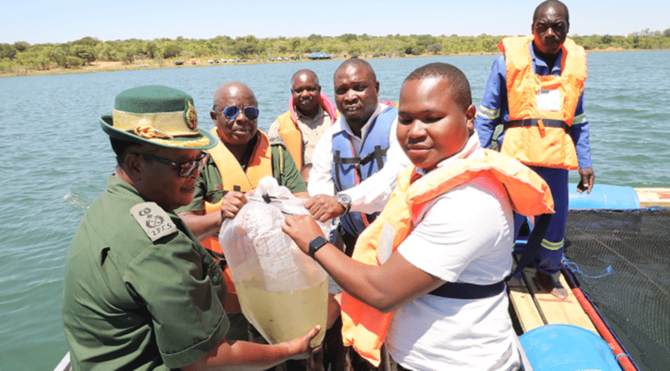 Aquaculture provides a break for Zimbabwe’s prisoners | The Fish Site