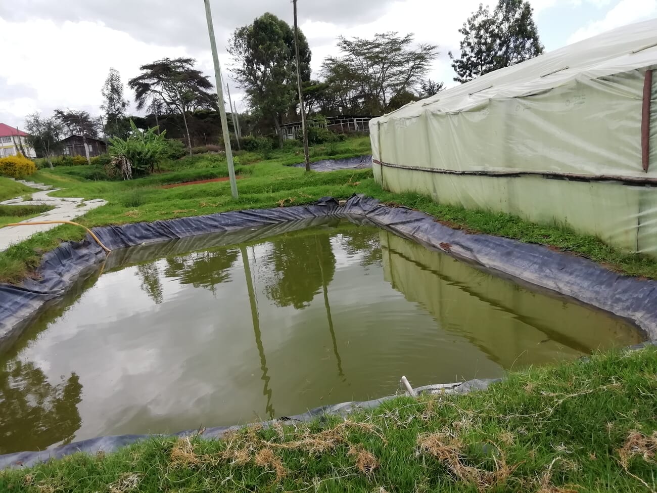 The pros and cons of pond vs cage aquaculture in Kenya | The Fish Site