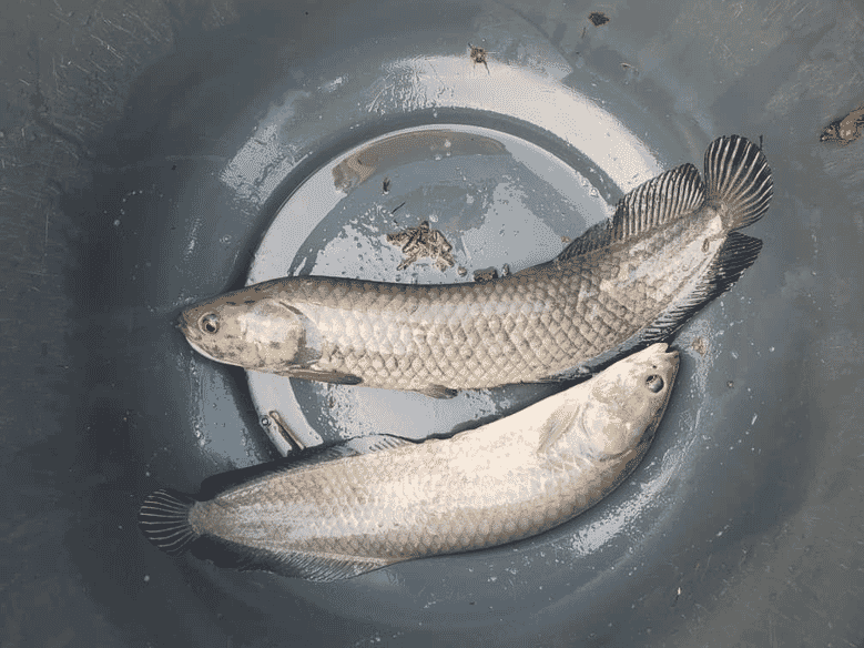 Could a “super cool” fish be poised to take West African aquaculture by ...