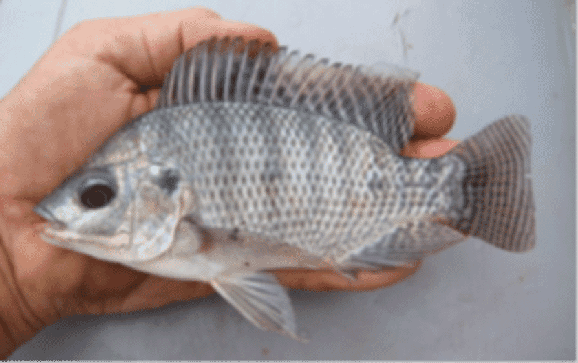 Invasive or imperative? South Africa’s quandary over Nile tilapia | The ...