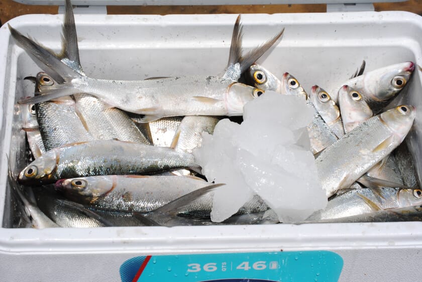 Empowering Kenyan communities through aquaculture | The Fish Site