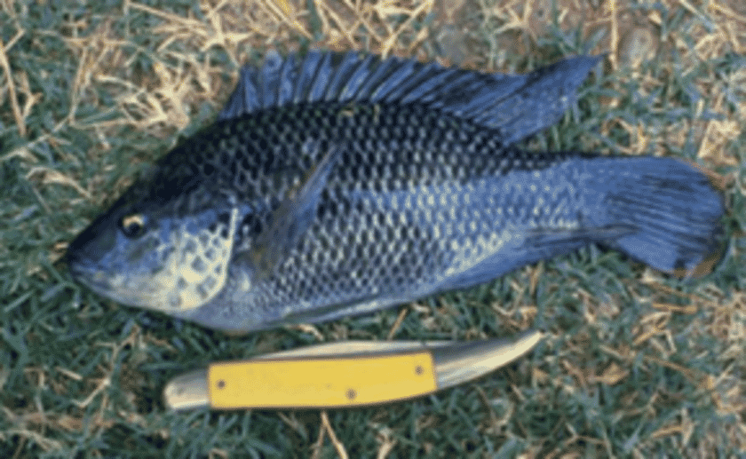 Invasive or imperative? South Africa’s quandary over Nile tilapia | The ...