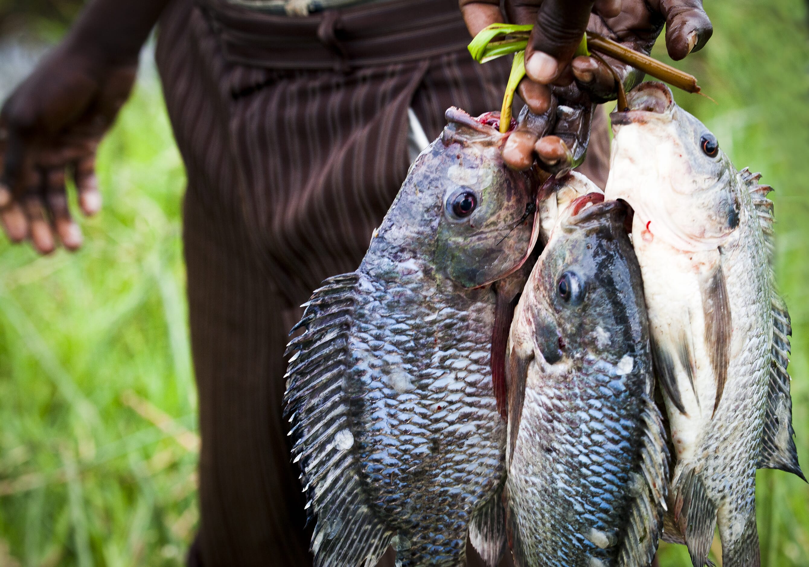 Invasive to innovative: coping with water hyacinth and Nile perch in ...