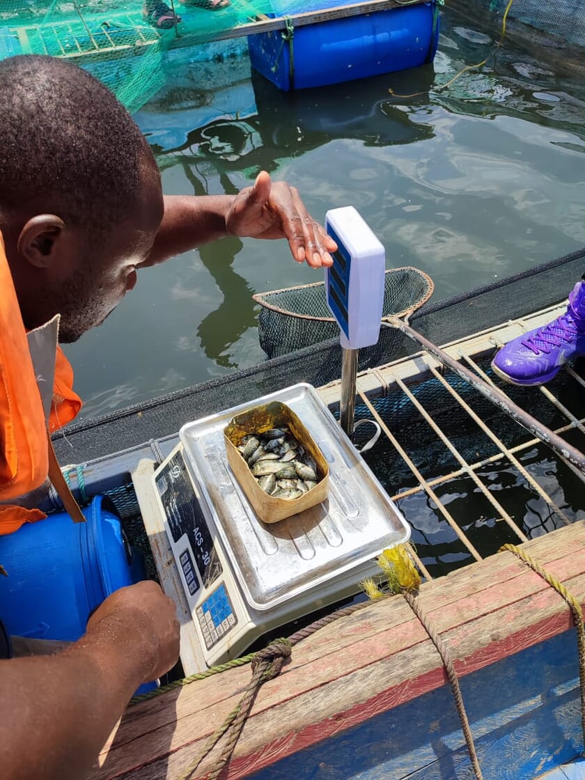 The pros and cons of pond vs cage aquaculture in Kenya | The Fish Site