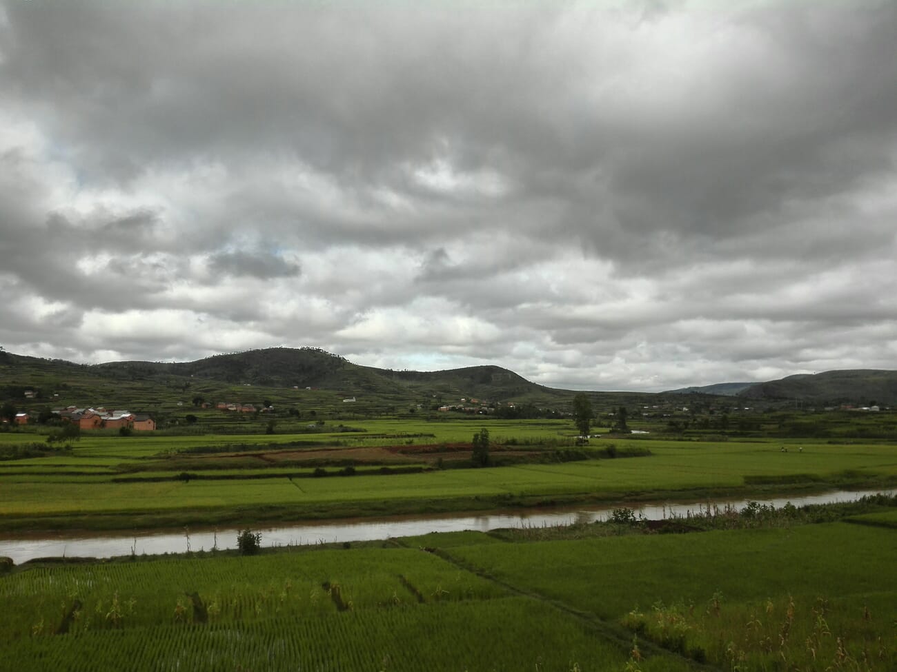 Liberia’s rice and tilapia co-culture project celebrates first harvest ...
