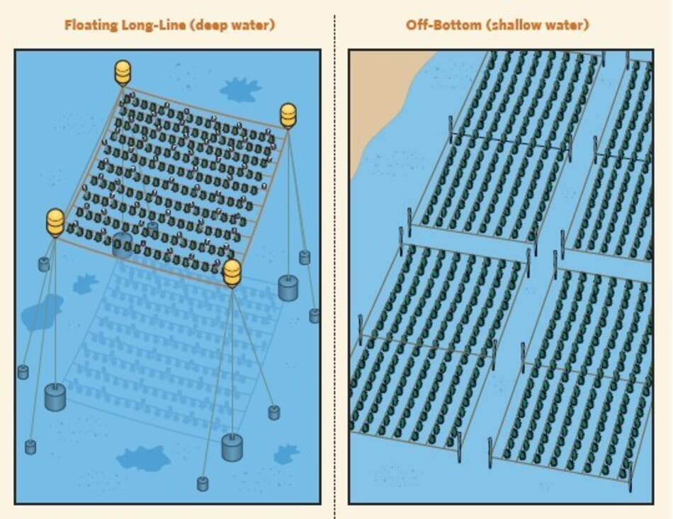 Supporting sustainable seaweed farming for East Africa’s coastal ...