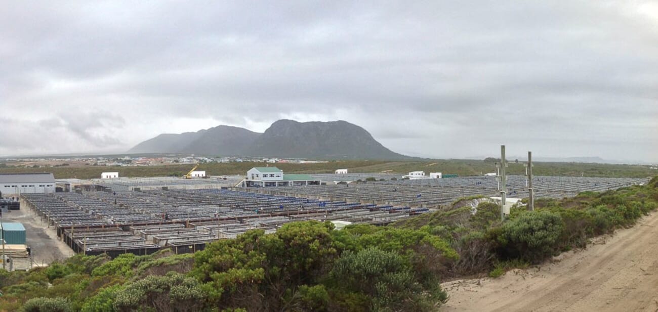 Renewables power South African abalone boom | The Fish Site