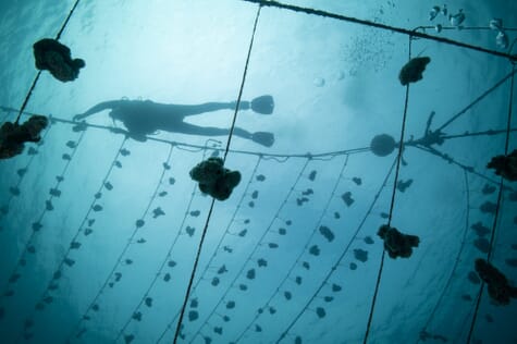 Restorative aquaculture: Marine Cultures | The Fish Site