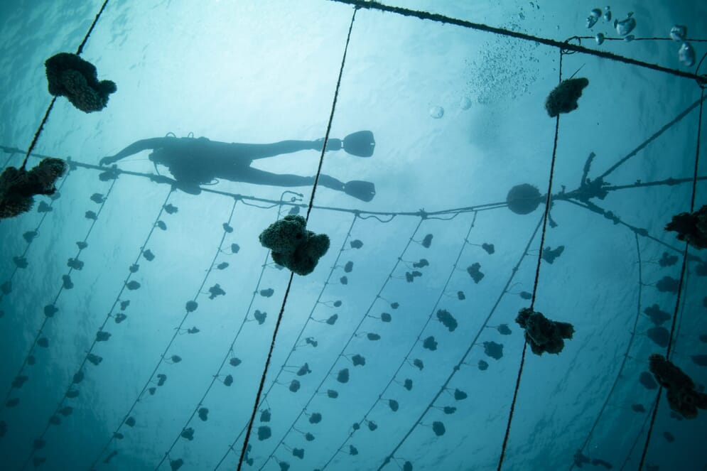 Restorative aquaculture: Marine Cultures | The Fish Site