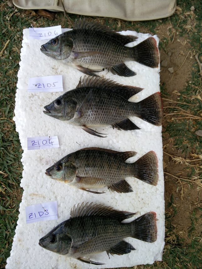 Tanzania to tackle non-native tilapia strains | The Fish Site