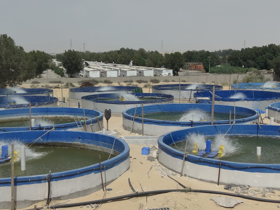 Aquantic Fish Farm: where traditional and cutting-edge aquaculture meet ...