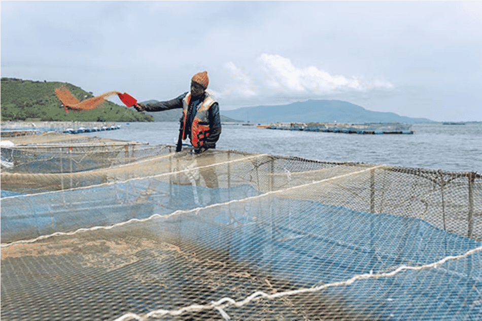 Africa’s most ambitious aquaculture producer: ensuring future success ...
