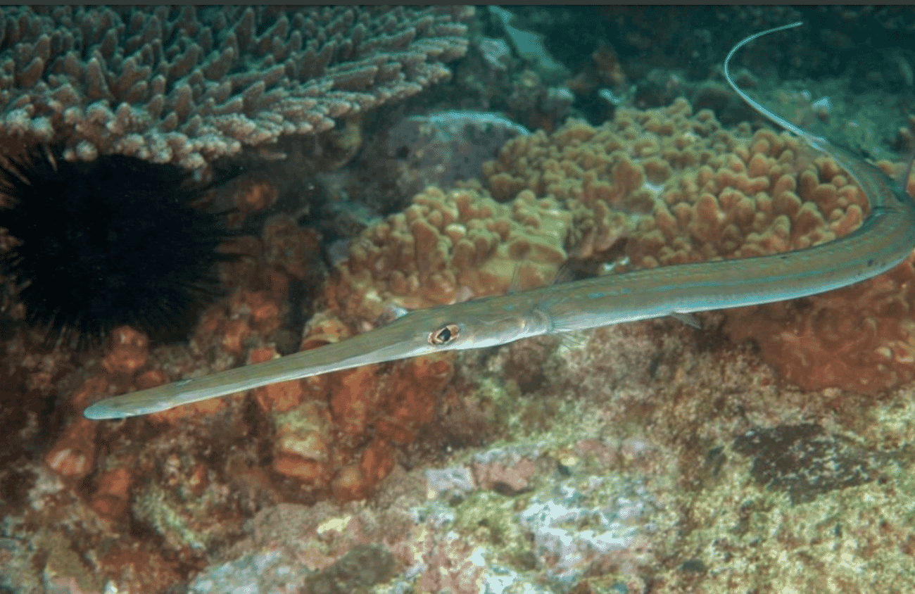 Transforming marine invasive species into sustainable aquafeeds | The ...