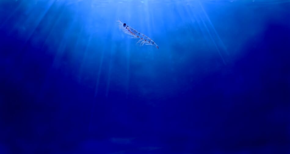 Study suggests krill meal improves tilapia breeding | The Fish Site