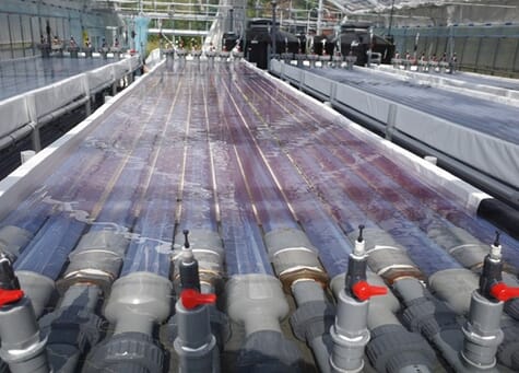 The purple bacterium that's showing great promise for aquafeeds | The ...