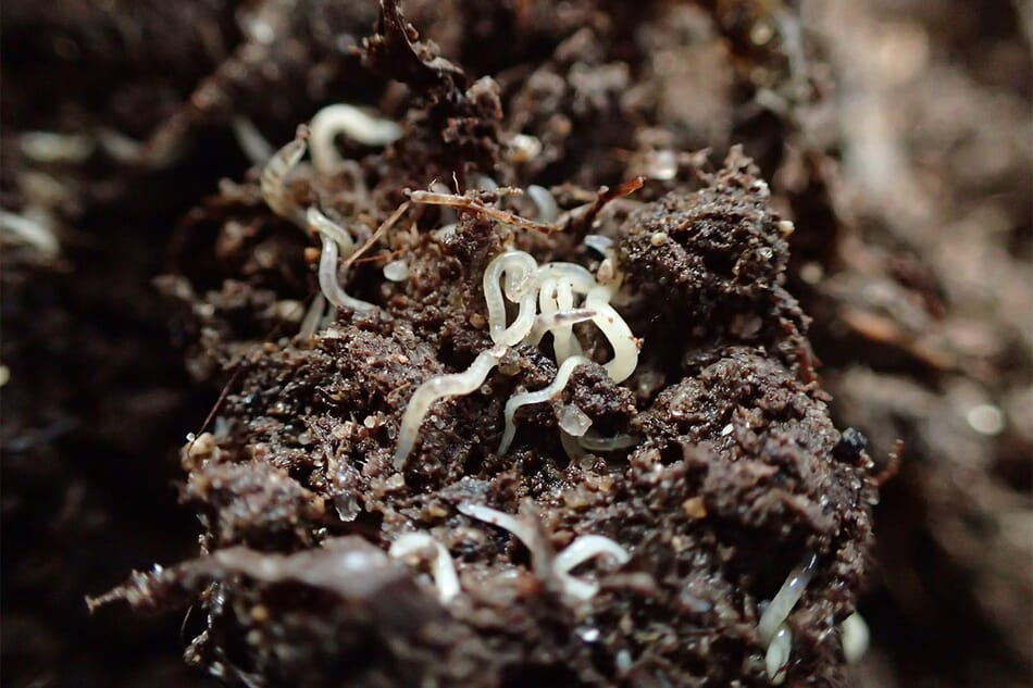 The potential of marine worms as replacement aquafeeds | The Fish Site