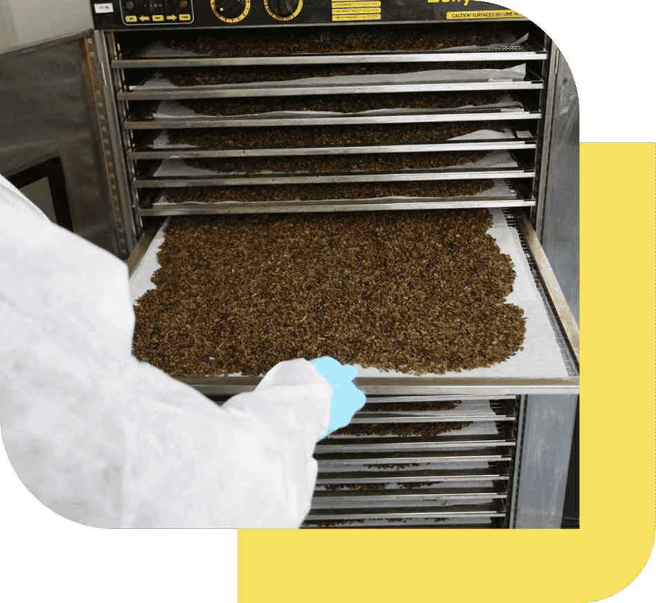 Fly farming newcomer raises $1 million | The Fish Site