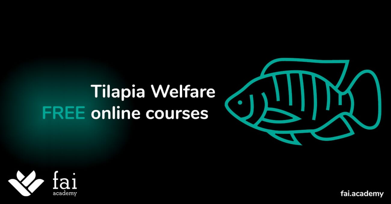 FAI launches free tilapia welfare training | The Fish Site